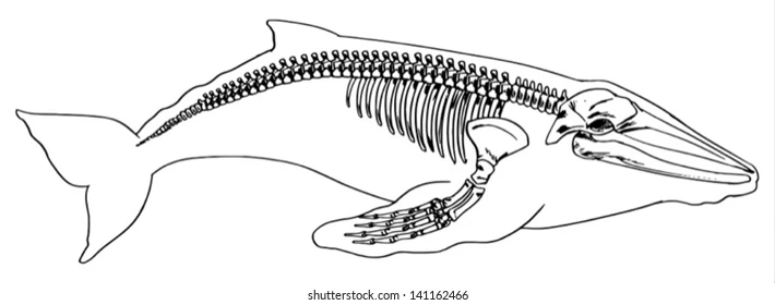 Humpback Whale skeleton reconstruction project - Mucumbli Explore